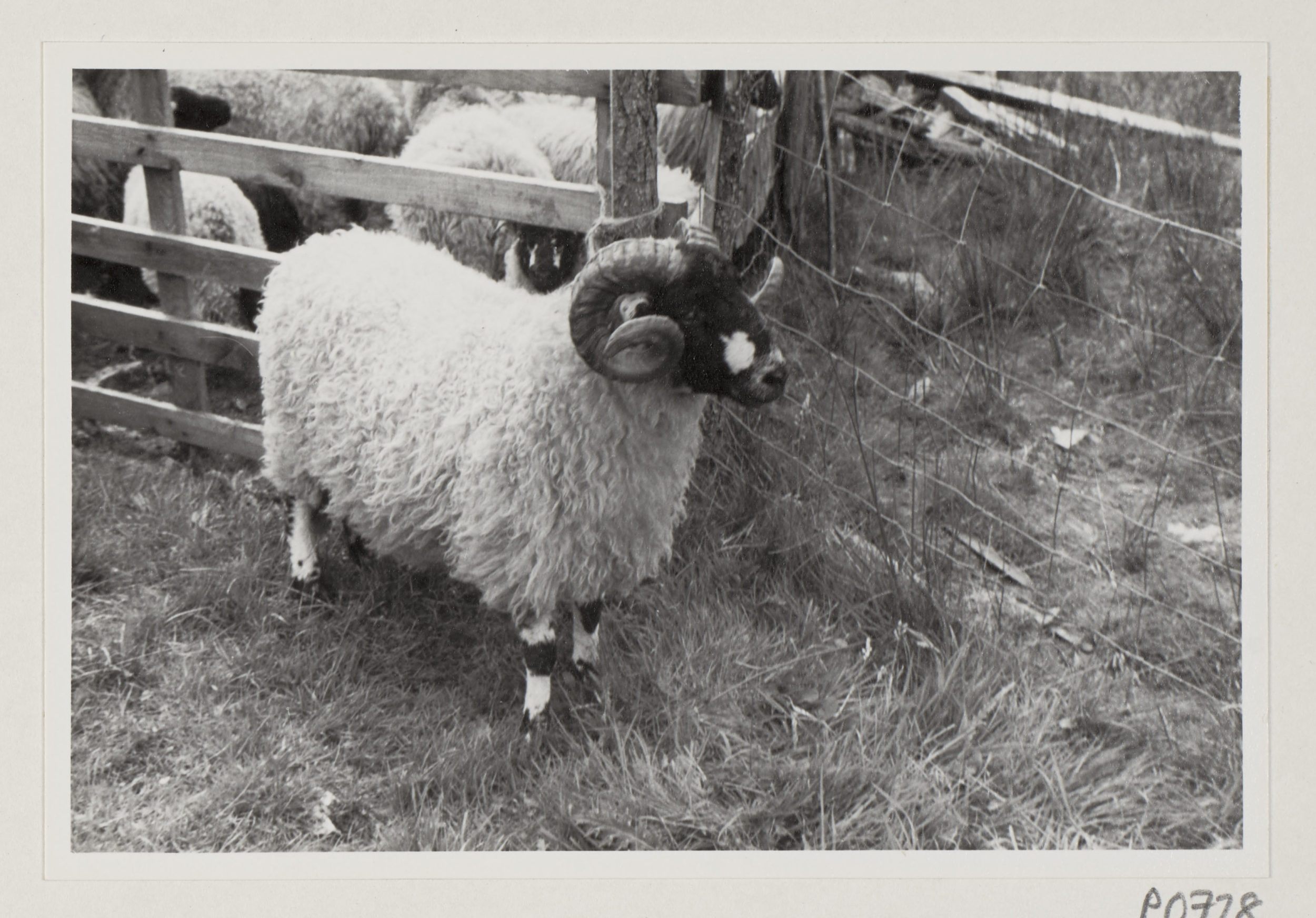 Dolly the sheep - The Dialect and Heritage Project